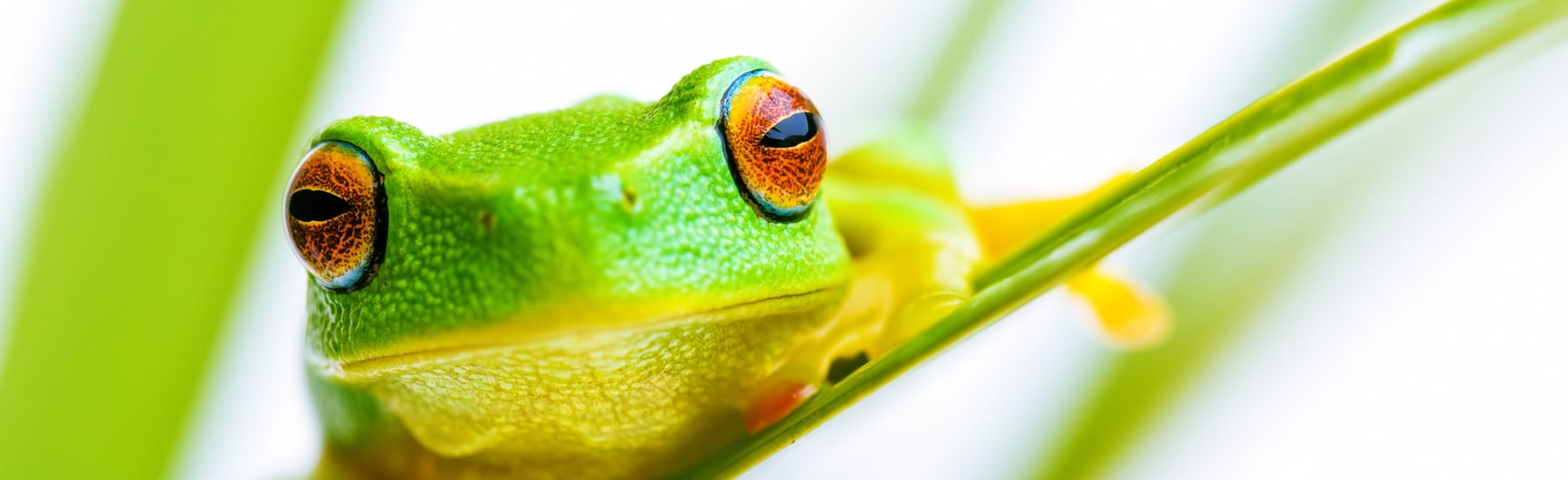 Contact Us - Green Frog Super, Brisbane